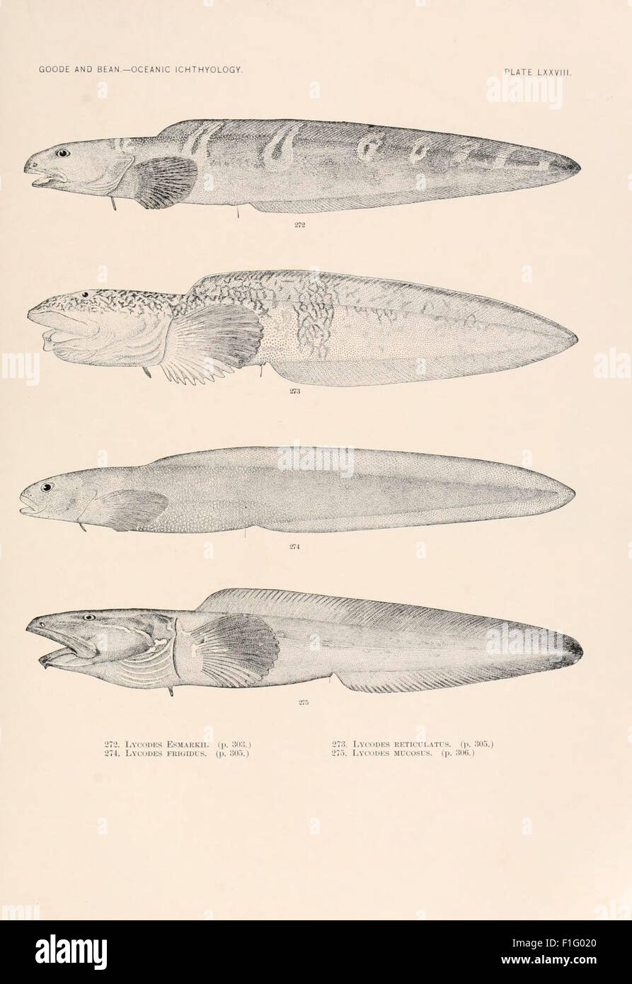 This work on oceanic ichthyology, part of the Harvard University ...