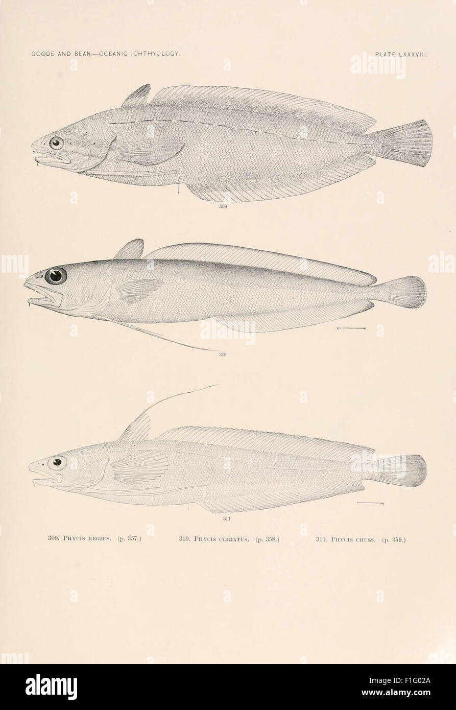 Oceanic ichthyology (Plate LXXXVIII Stock Photo - Alamy