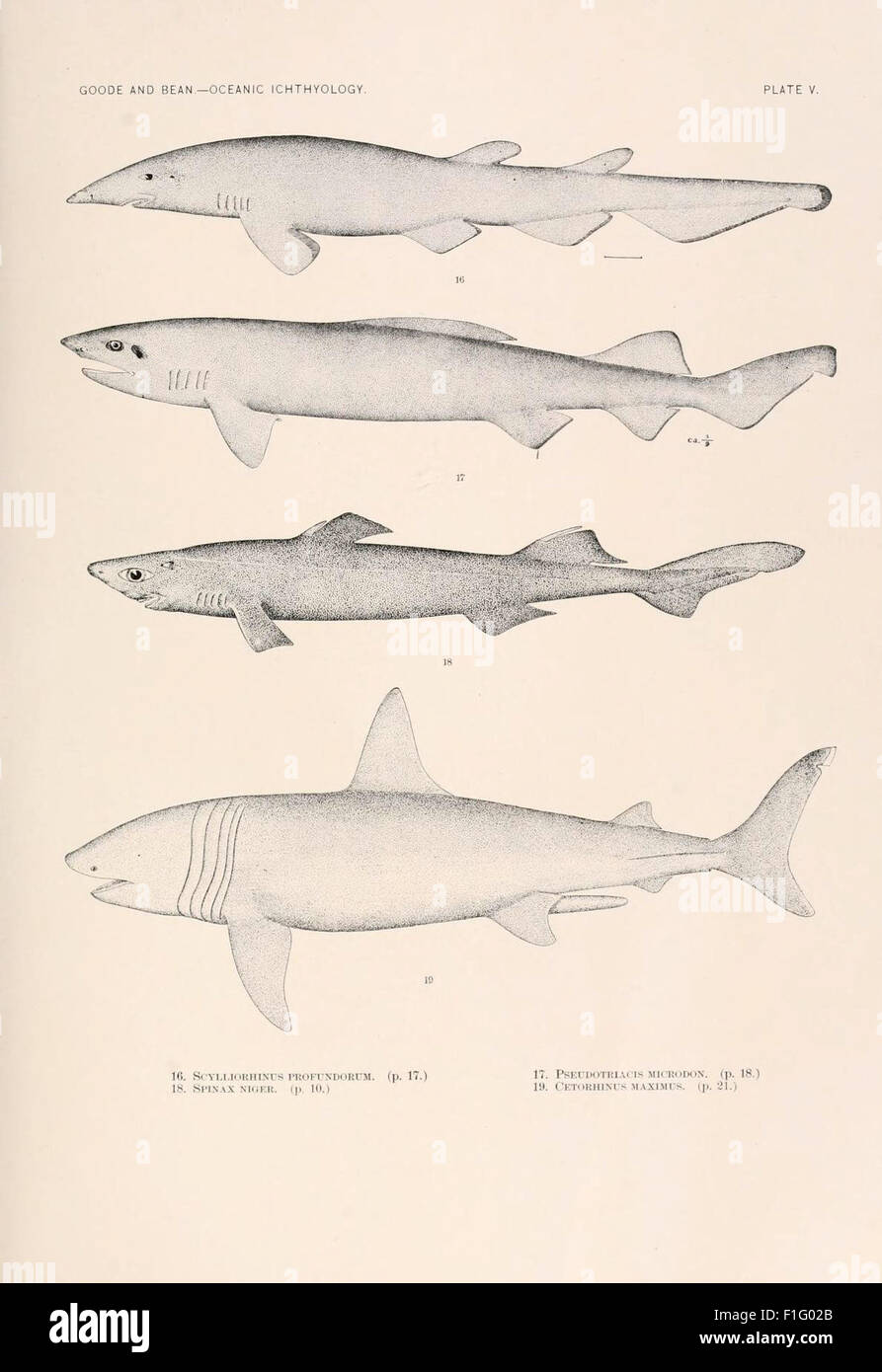 Oceanic ichthyology (Plate V Stock Photo - Alamy