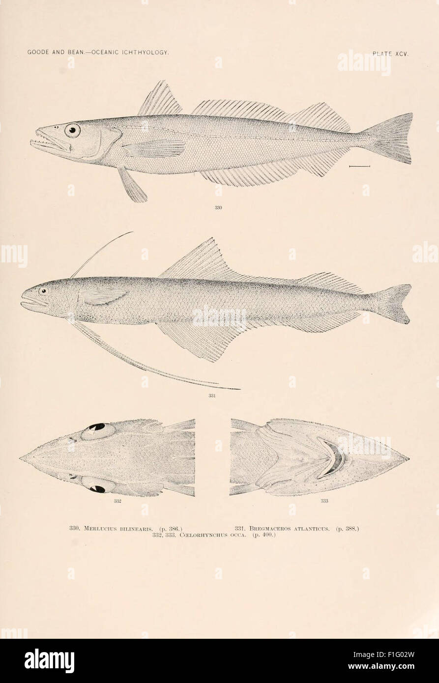 'Oceanic Ichthyology' focuses on deep-sea fish species from the ...