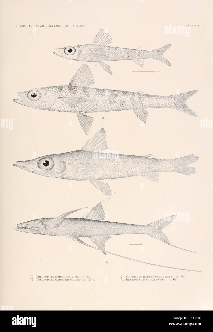 Oceanic ichthyology (Plate XIX Stock Photo - Alamy