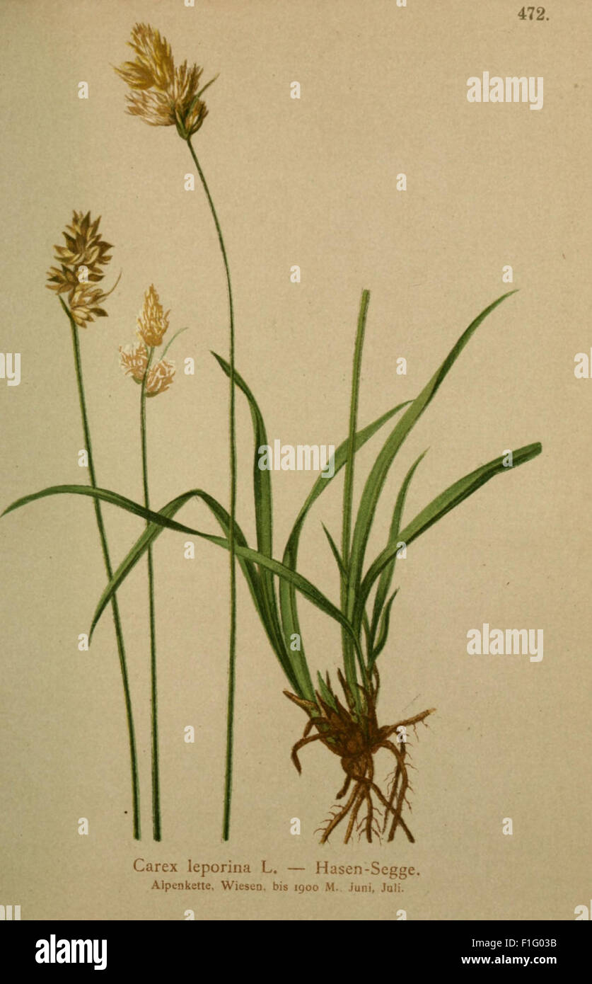 The *Atlas der Alpenflora* is a comprehensive guide to the flora of the ...