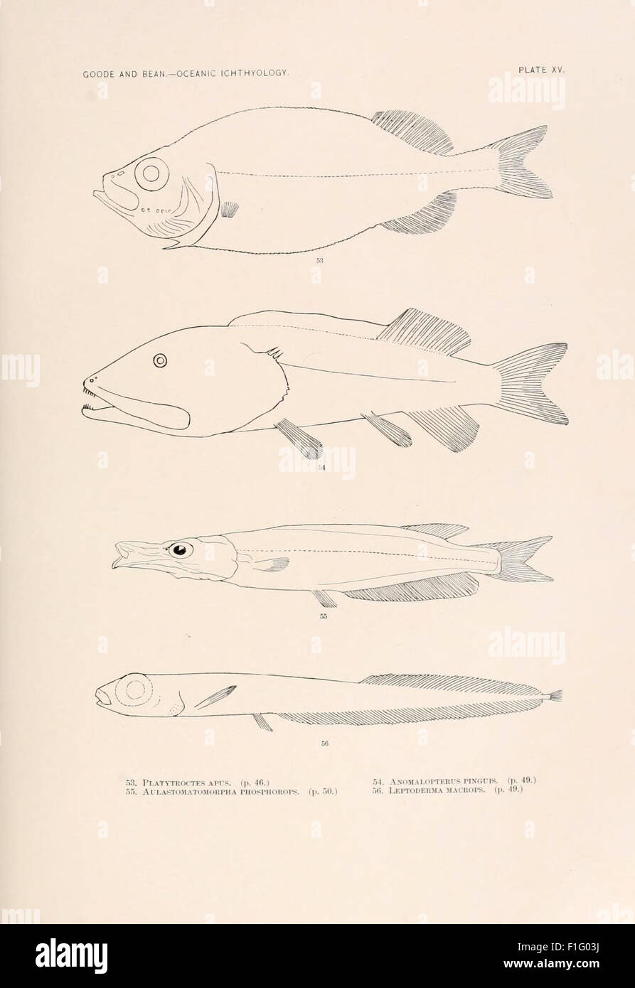 An illustration from 'Oceanic Ichthyology', featuring deep-sea fish ...