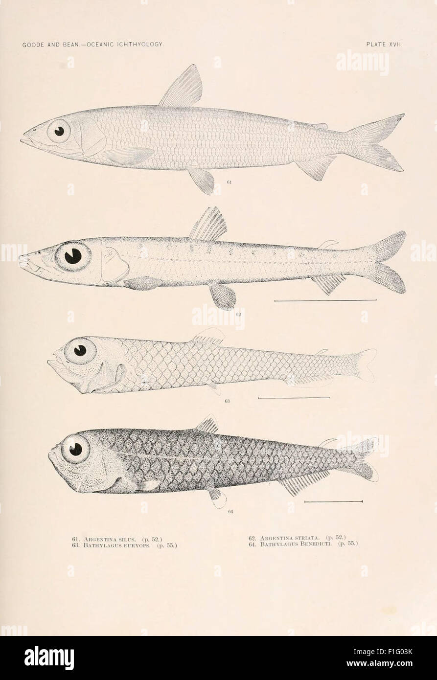 Oceanic ichthyology (Plate XVII Stock Photo - Alamy