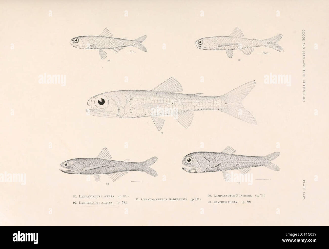 Oceanic ichthyology (Plate XXIV Stock Photo - Alamy