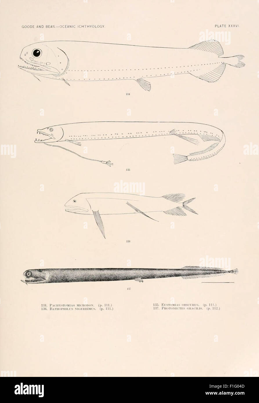 Oceanic ichthyology (Plate XXXVI Stock Photo - Alamy