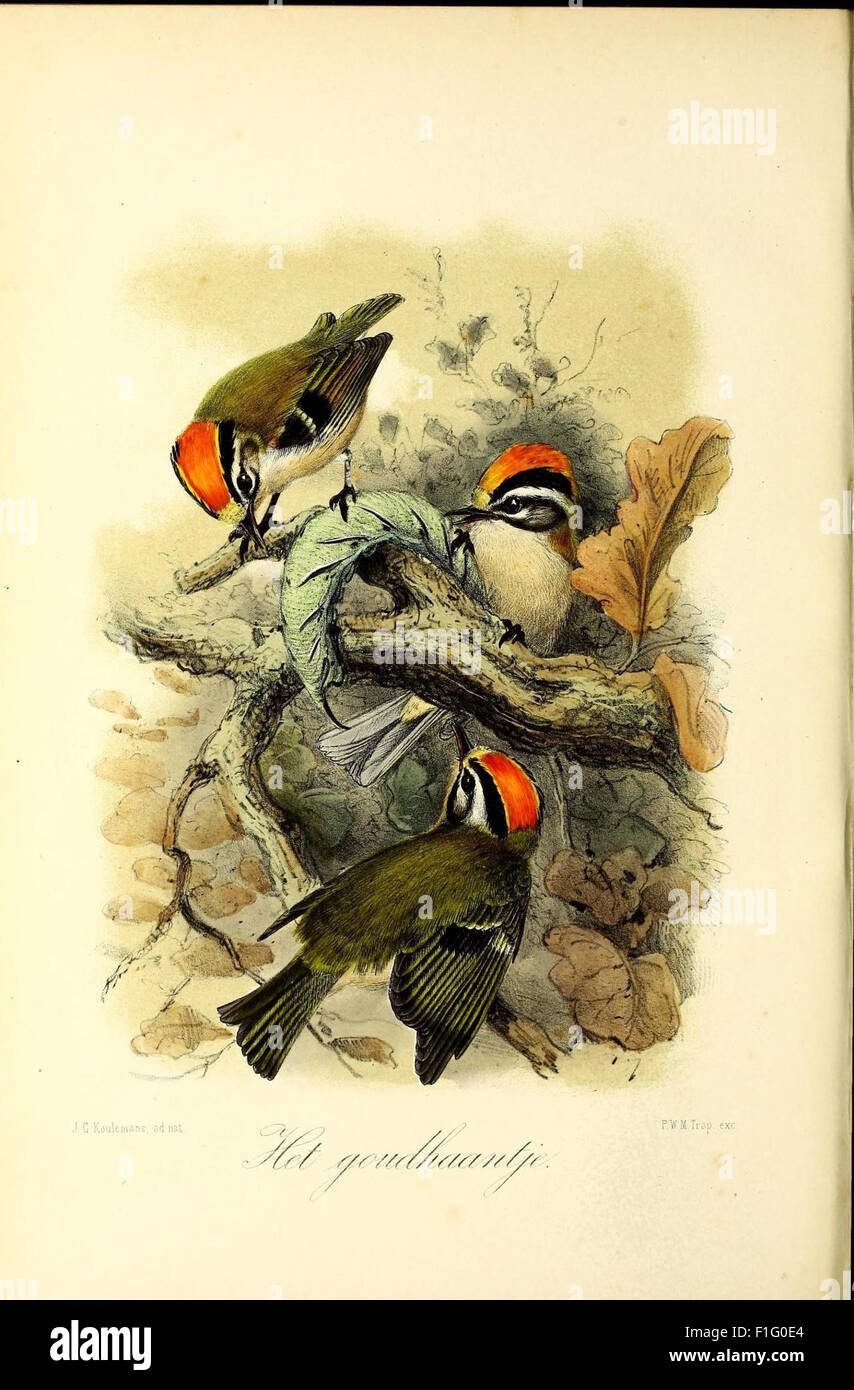 This Dutch work explores bird species commonly found in homes and ...