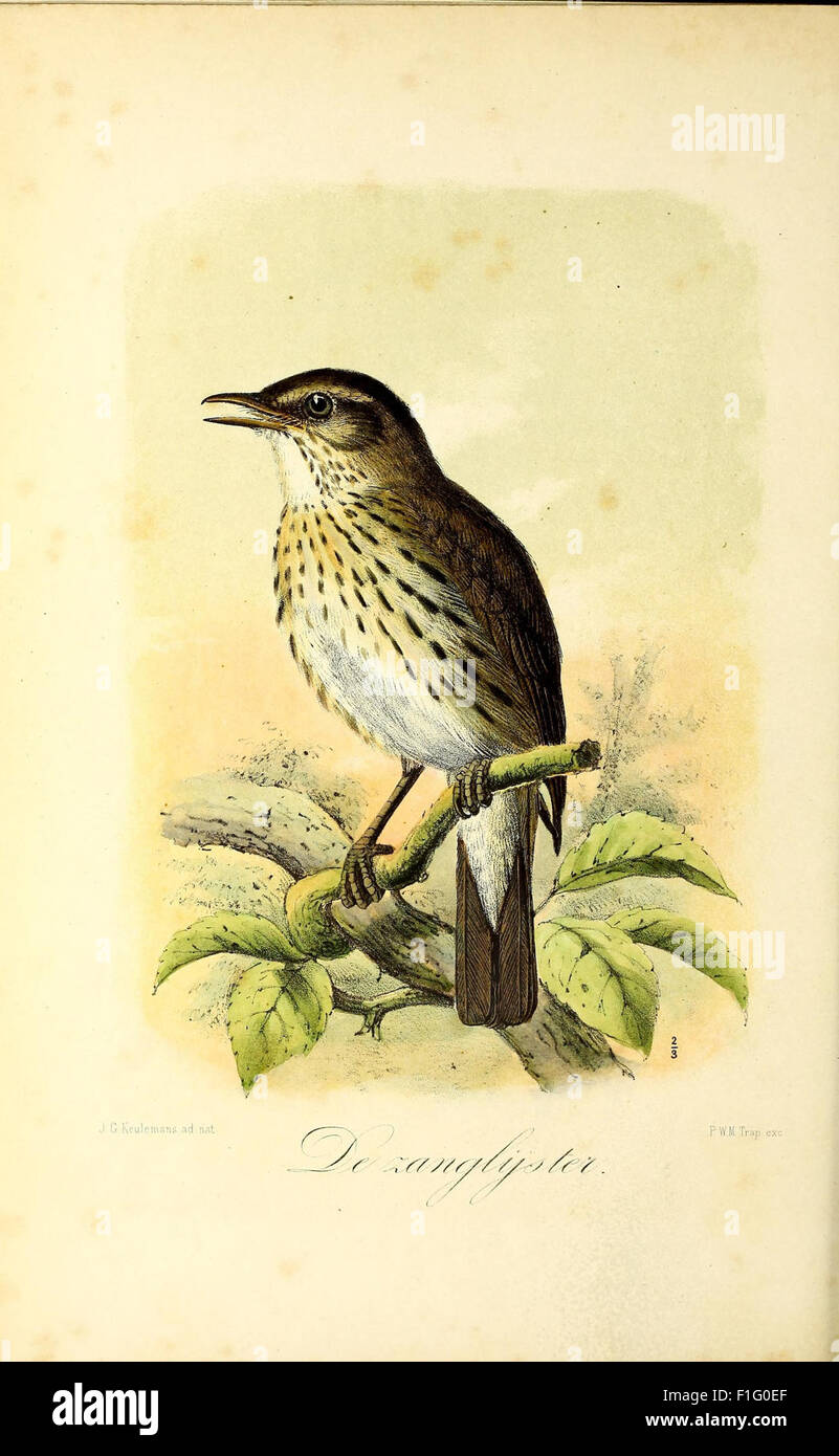 This Dutch work, *Onze vogels in huis en tuin*, focuses on the birds ...