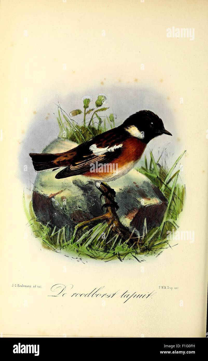 A Dutch book on birds commonly found in houses and gardens, providing ...