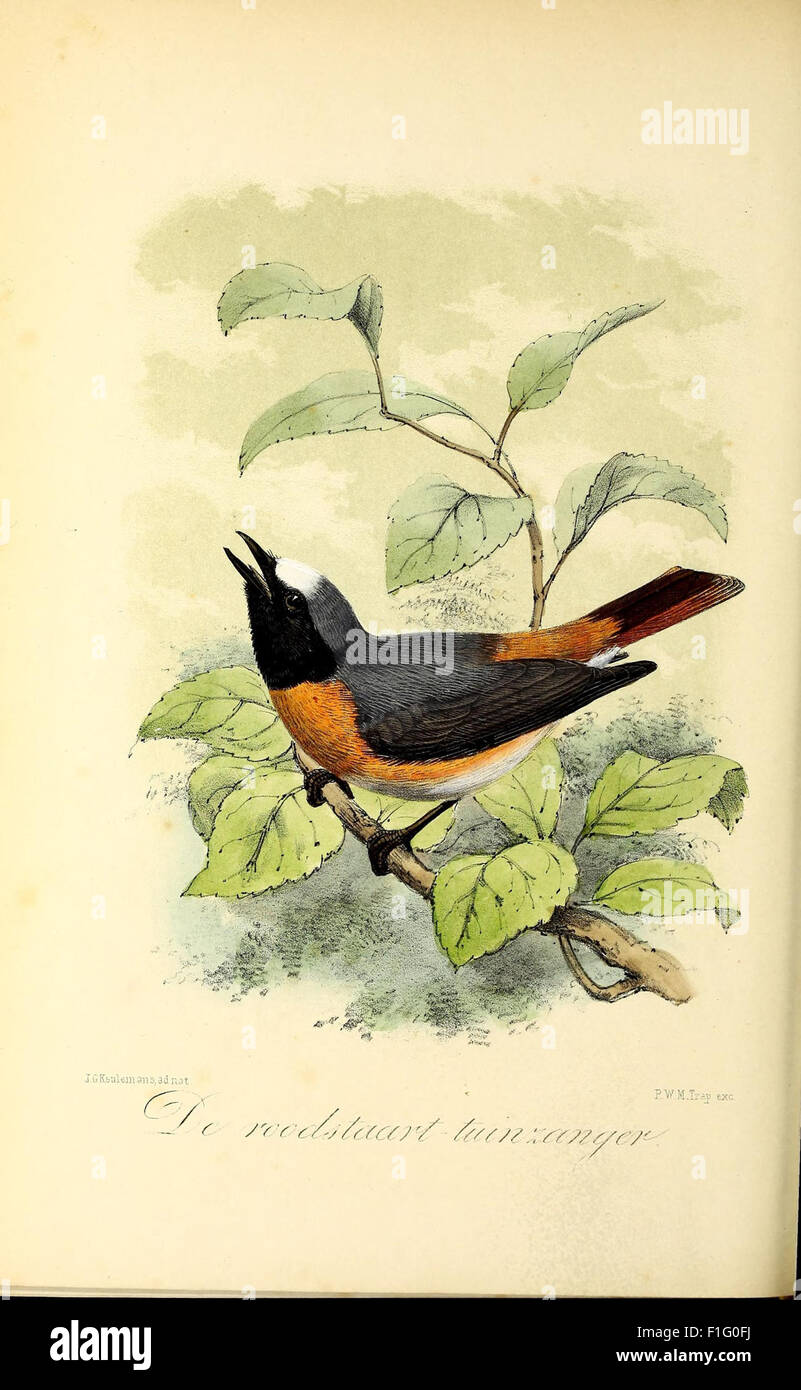 This Dutch work focuses on the birds commonly found in homes and ...