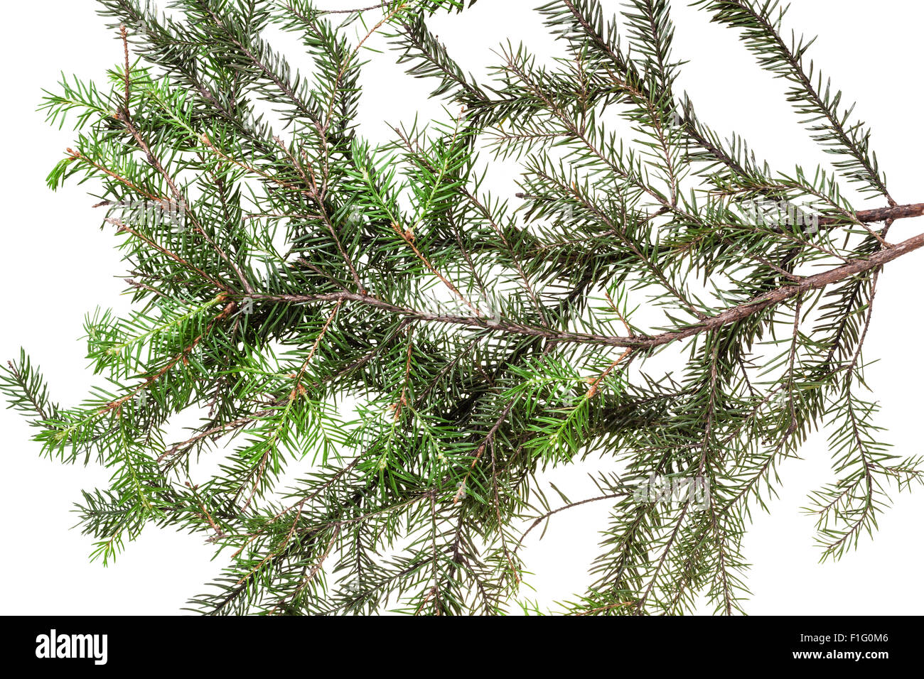 branches of fir tree on white background Stock Photo - Alamy