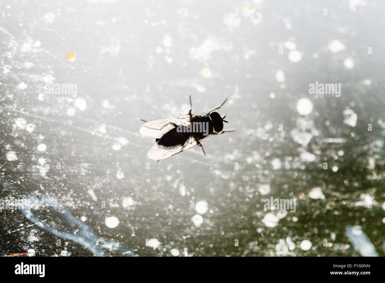 Chloropid hi-res stock photography and images - Alamy