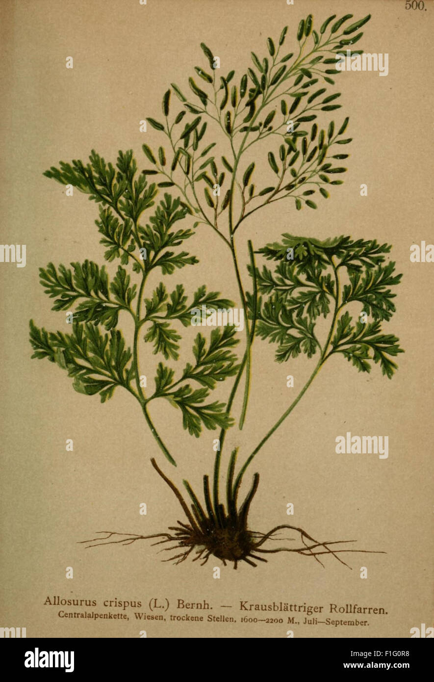 'Atlas der Alpenflora' provides a detailed guide to the plants of the ...