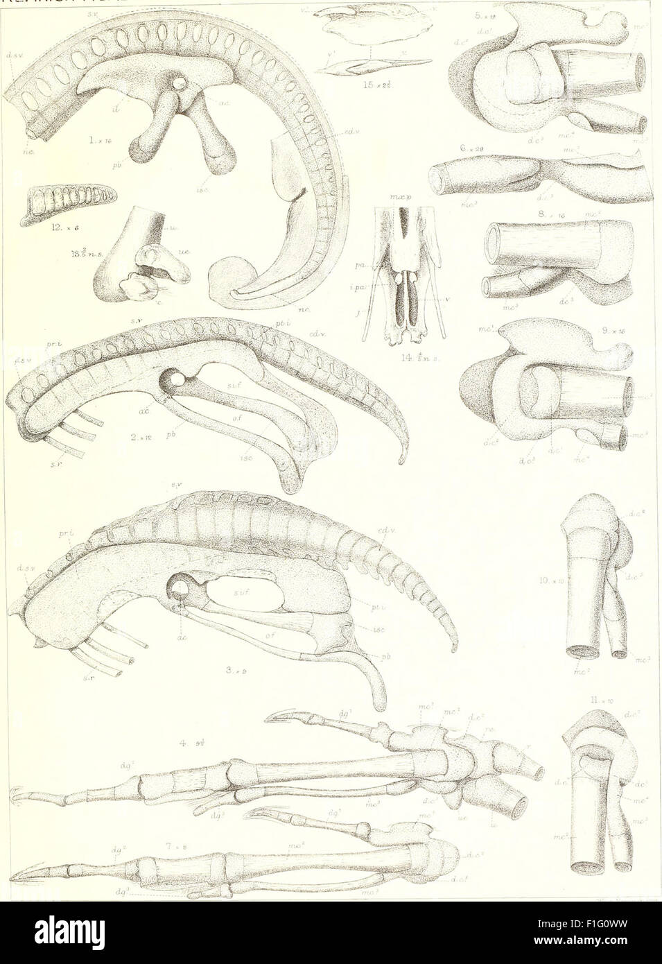On the morphology of the duck and the auk tribes (1890 Stock Photo - Alamy