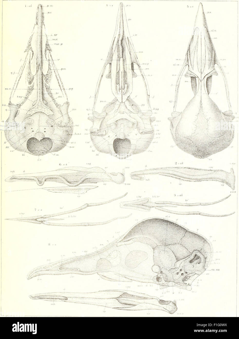 This 1890 text studies the morphological features of duck and auk ...