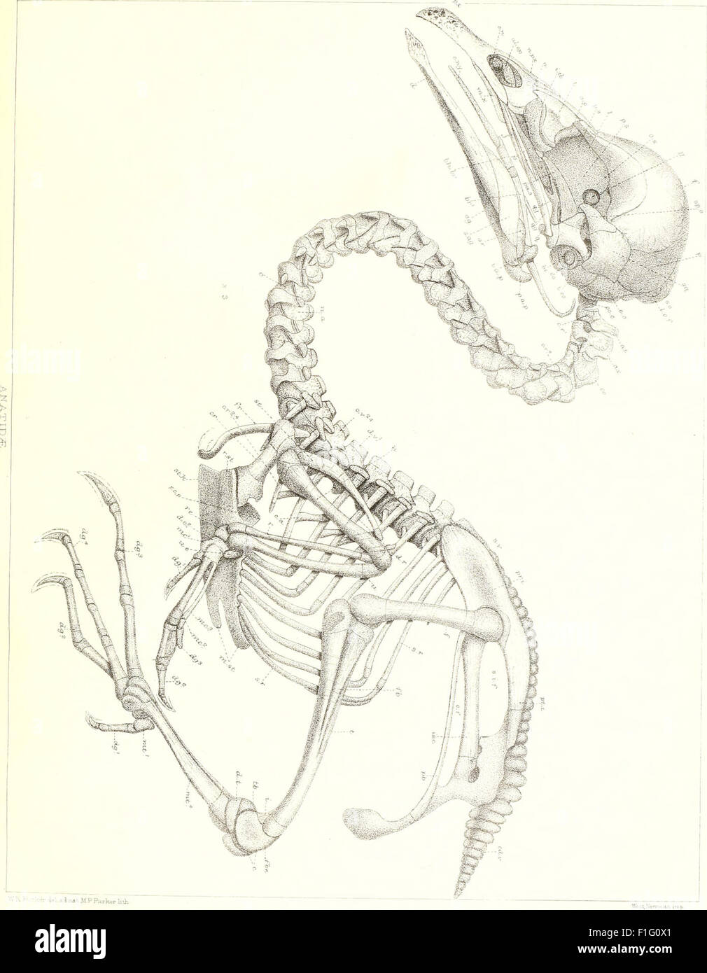 'On the Morphology of the Duck and the Auk Tribes' (1890) studies the ...