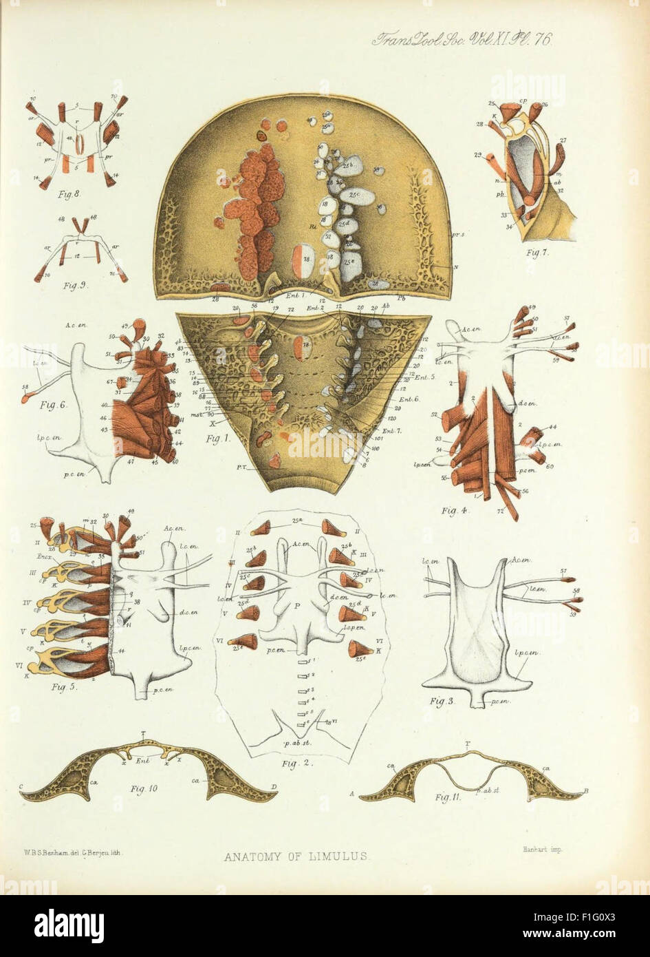 *On the Muscular and Endoskeletal Systems of Limulus and Scorpio ...