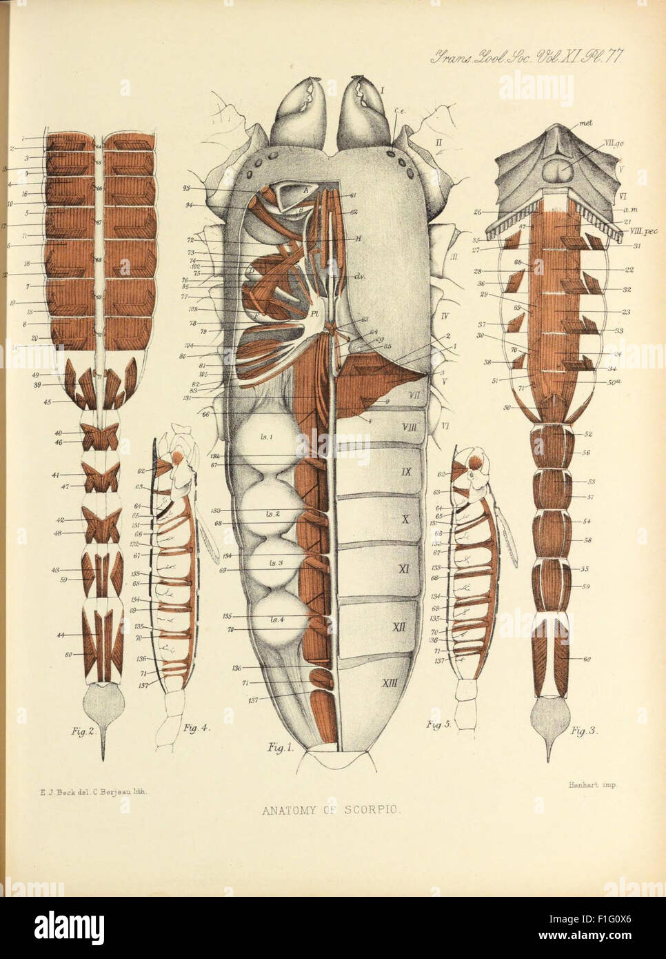 This work focuses on the muscular and skeletal systems of the *Limulus ...