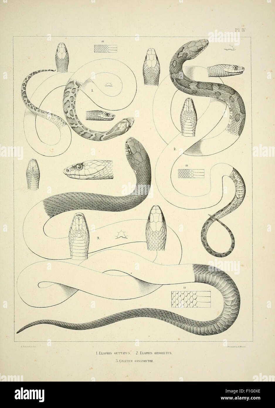 This work explores reptiles and amphibians in North America, offering ...