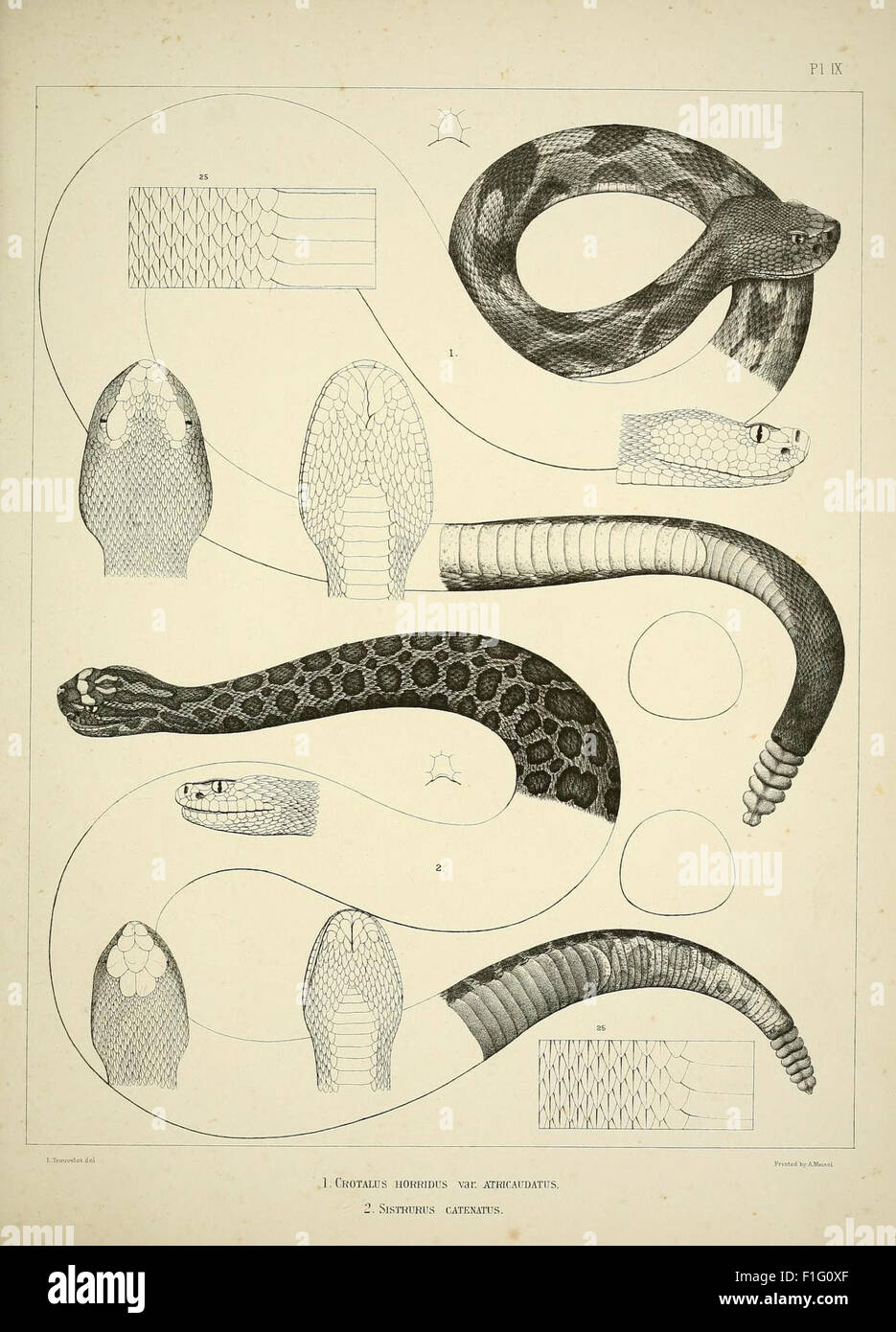 This work focuses on the reptiles and amphibians (batrachians) of North ...
