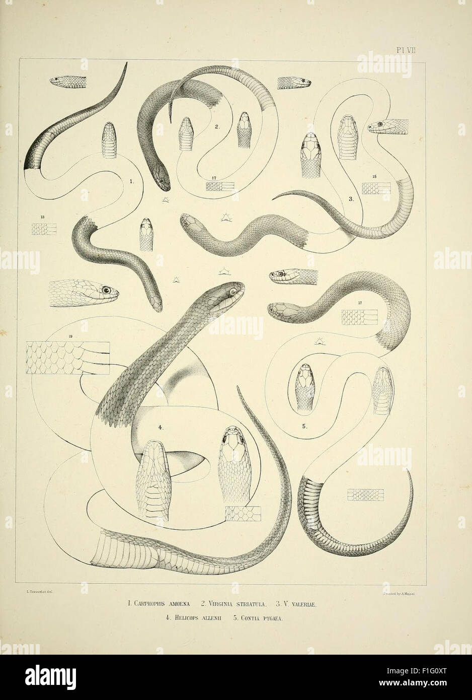 This publication offers an extensive study of reptiles and amphibians ...