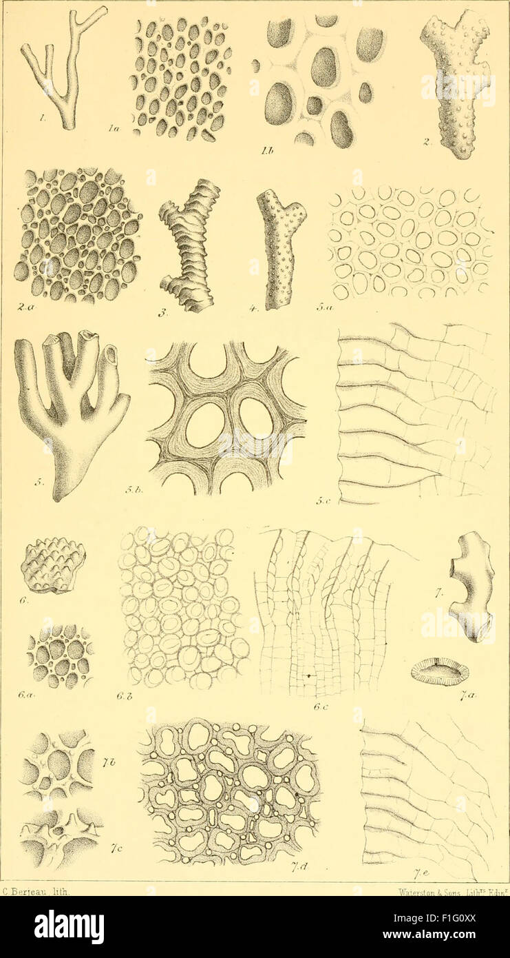 This work provides a detailed study of the genus Monticulipora ...
