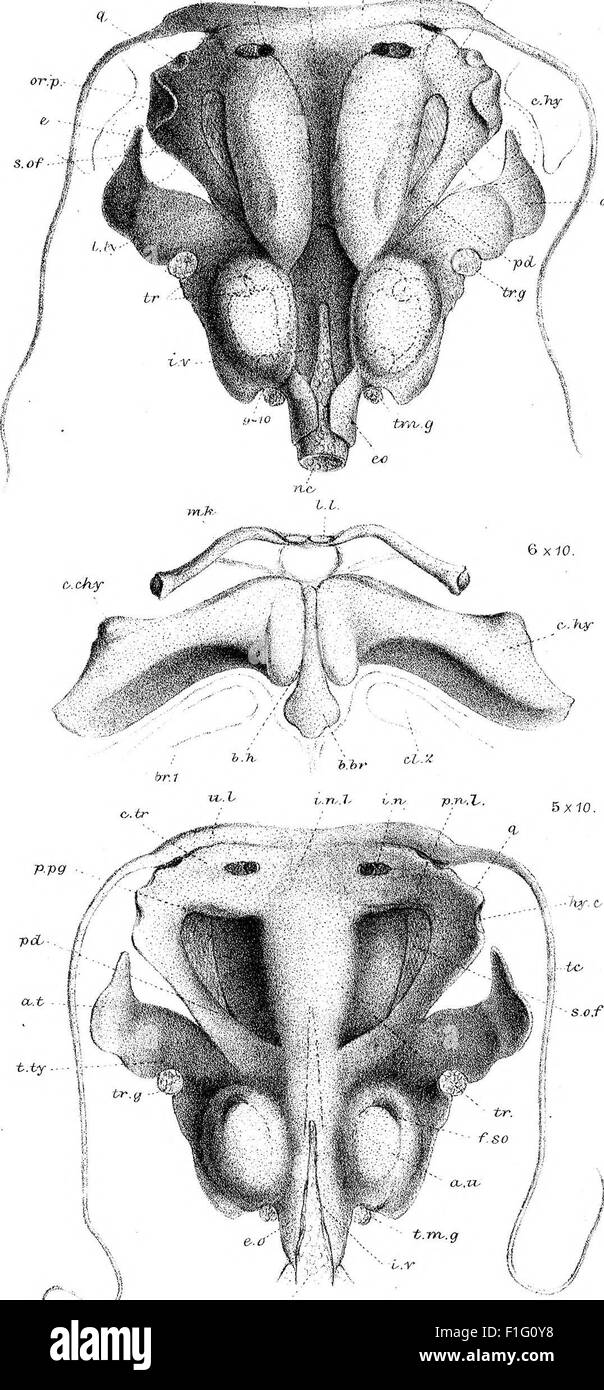 On the Structure and Development of the Skull in the Batrachia. Part II ...