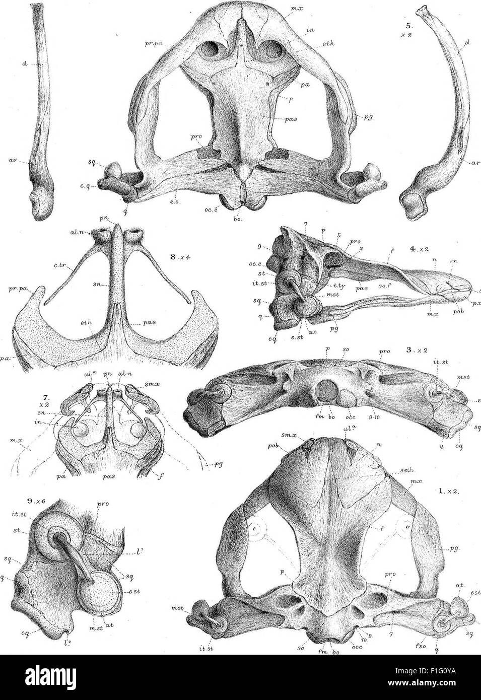 On the Structure and Development of the Skull in the Batrachia. Part II ...