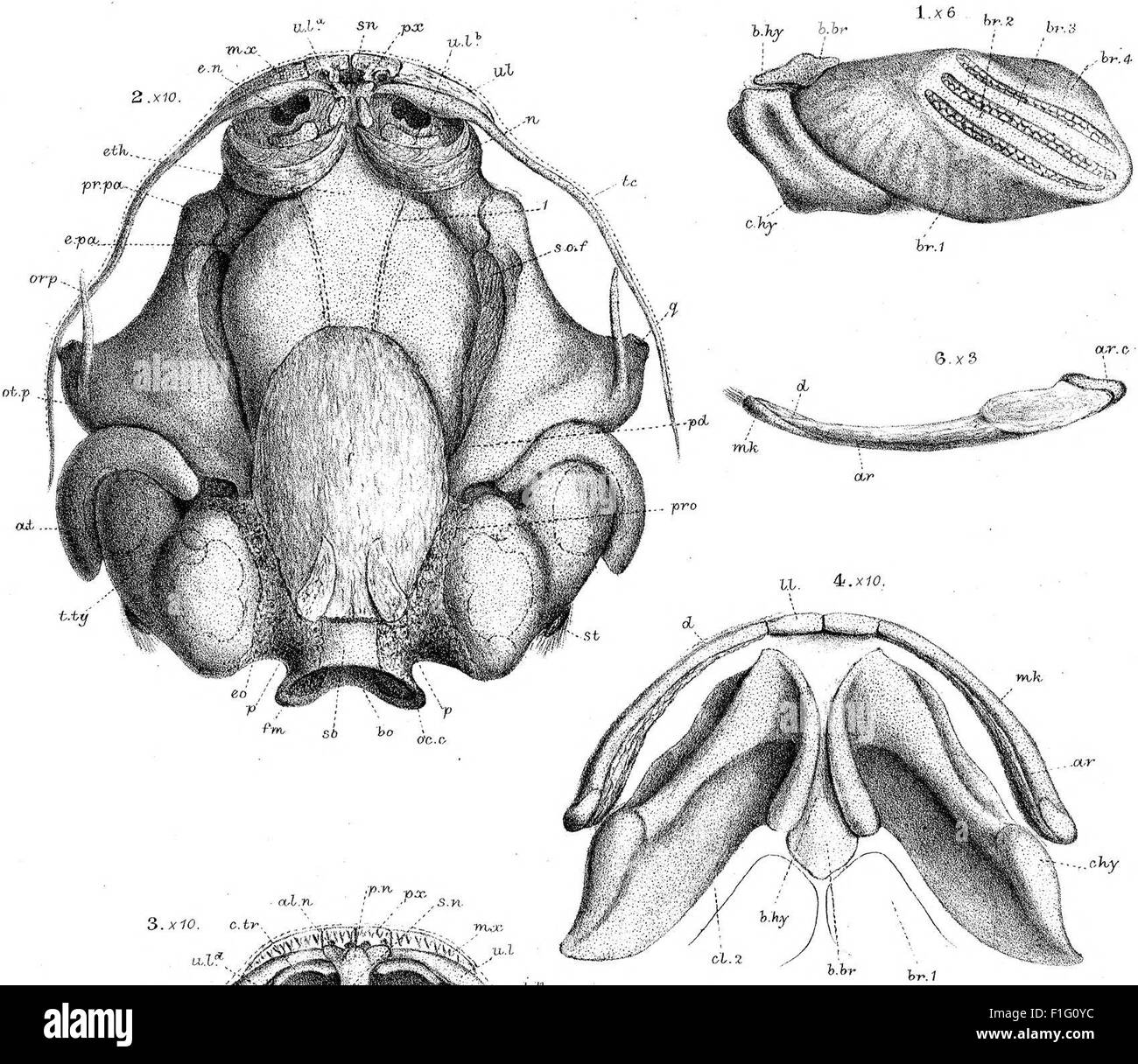 This work focuses on the skull structure and development in Batrachia ...