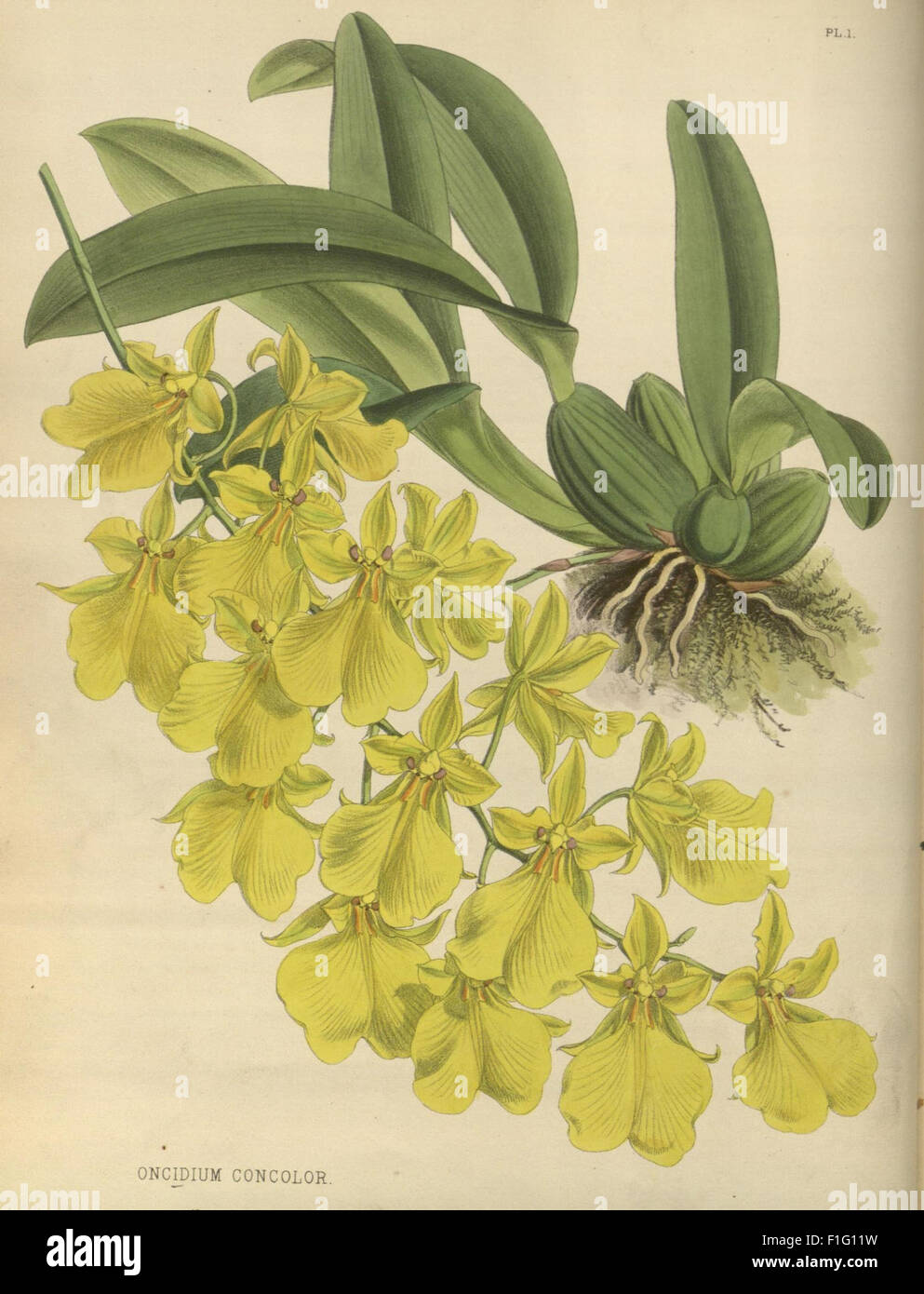 *Orchid Album* is a botanical publication featuring a collection of ...