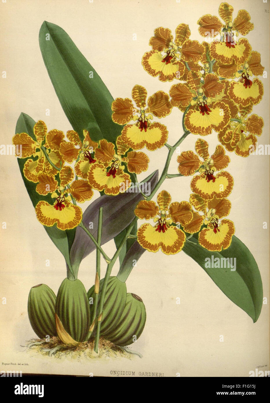 The 'Orchid Album' offers detailed illustrations and descriptions of ...