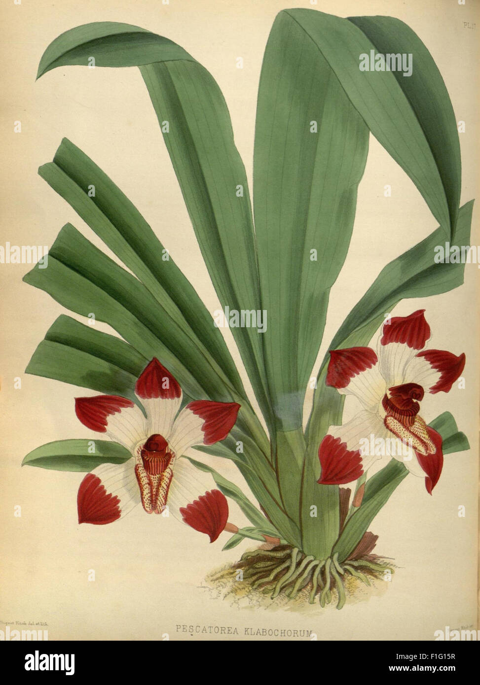 This work, the 'Orchid Album', showcases detailed illustrations of ...