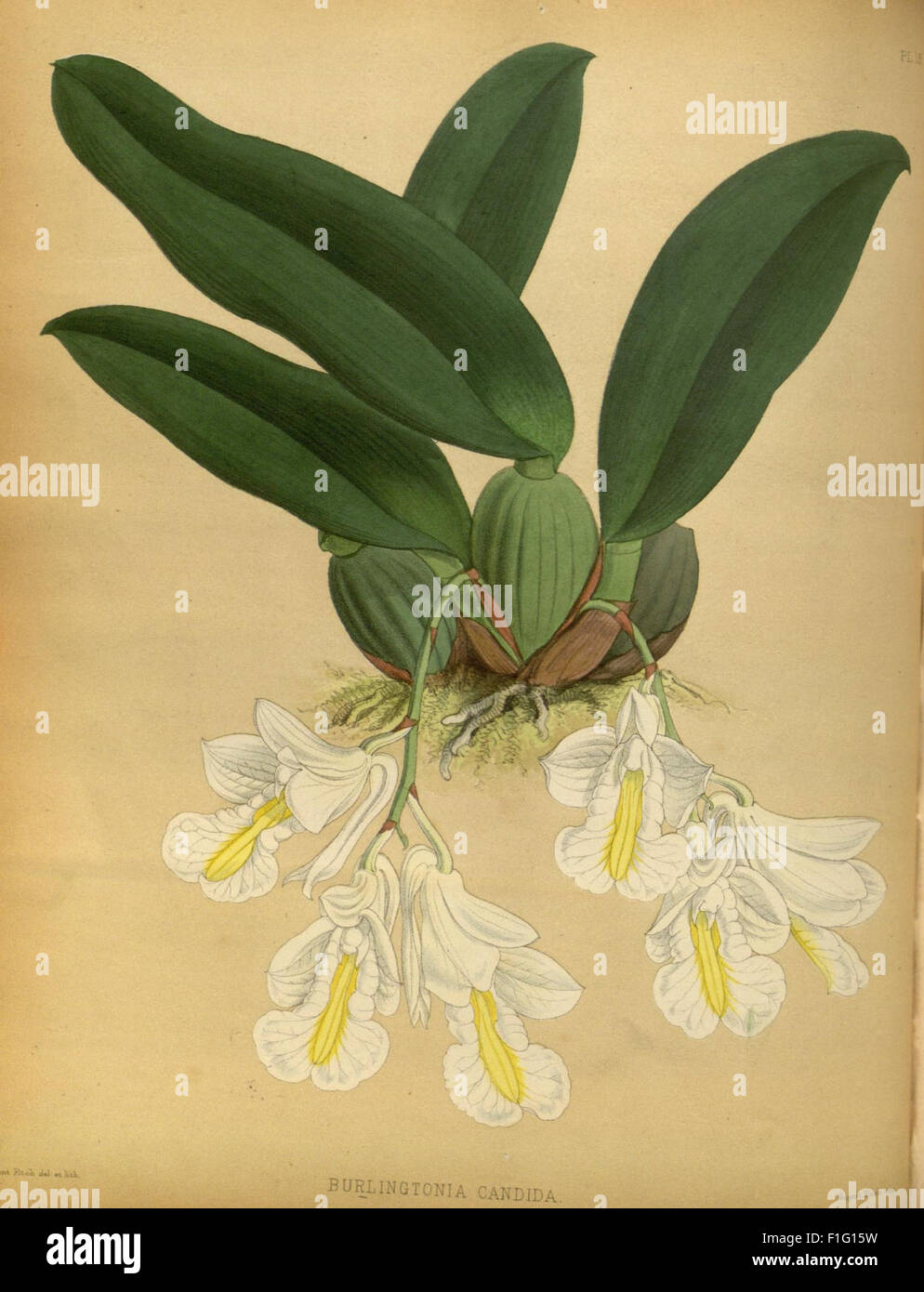 The *Orchid Album* is a botanical publication featuring detailed ...