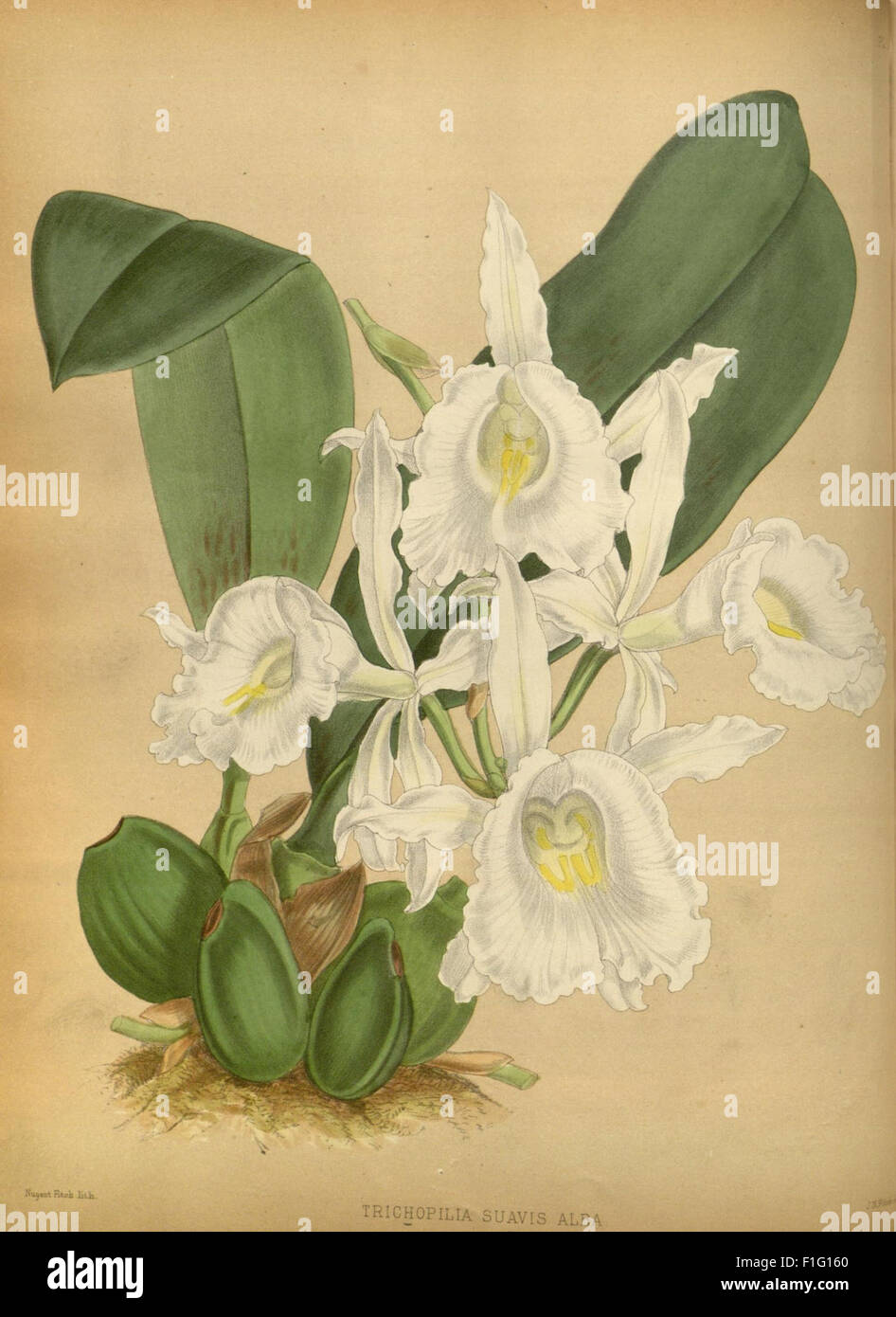 A pictorial work featuring various species of orchids, with detailed ...
