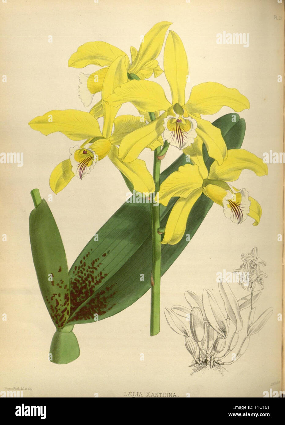 An illustration from 'Orchid Album,' a work showcasing various orchid ...