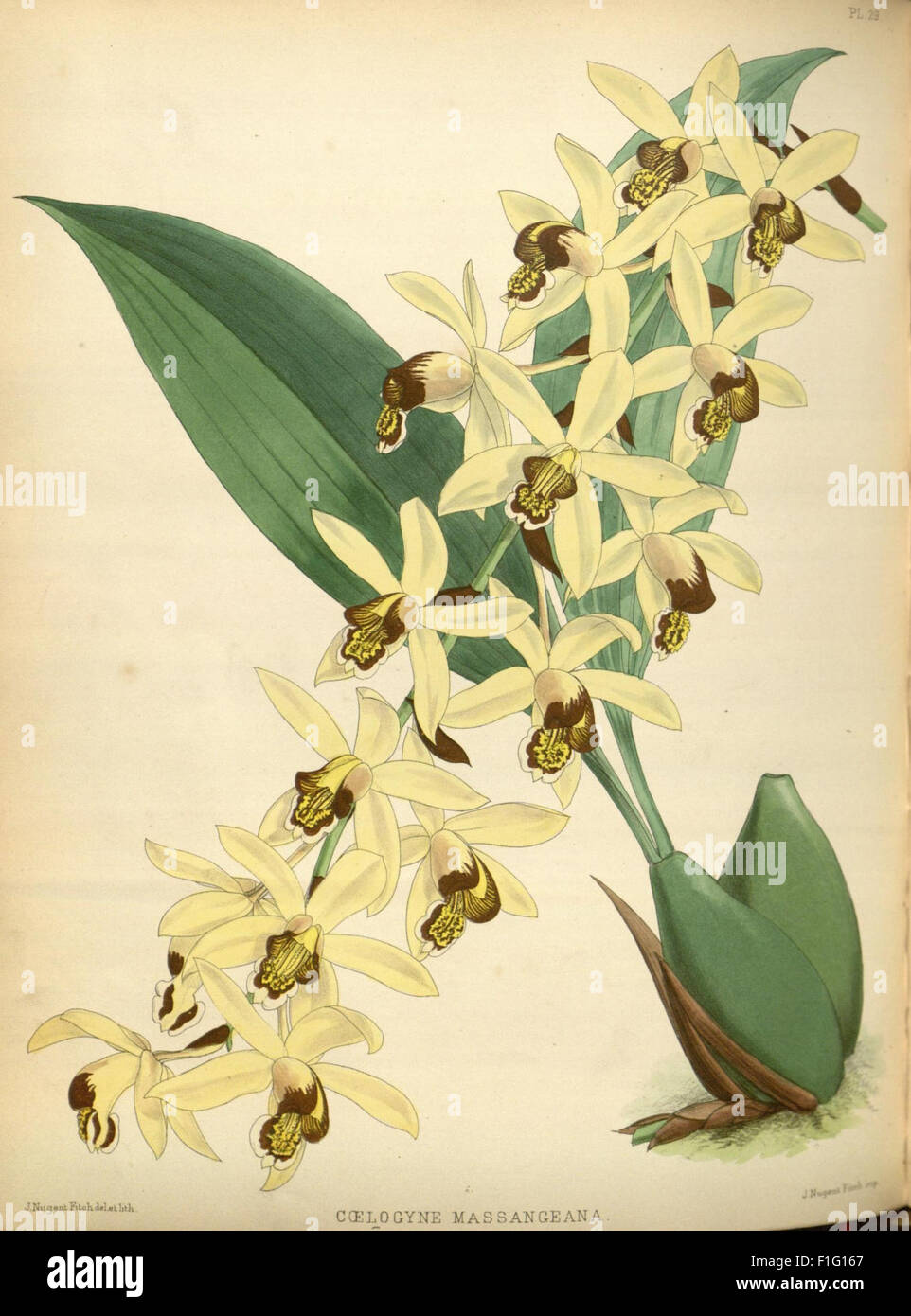 *Orchid Album* is a periodical featuring detailed illustrations and ...