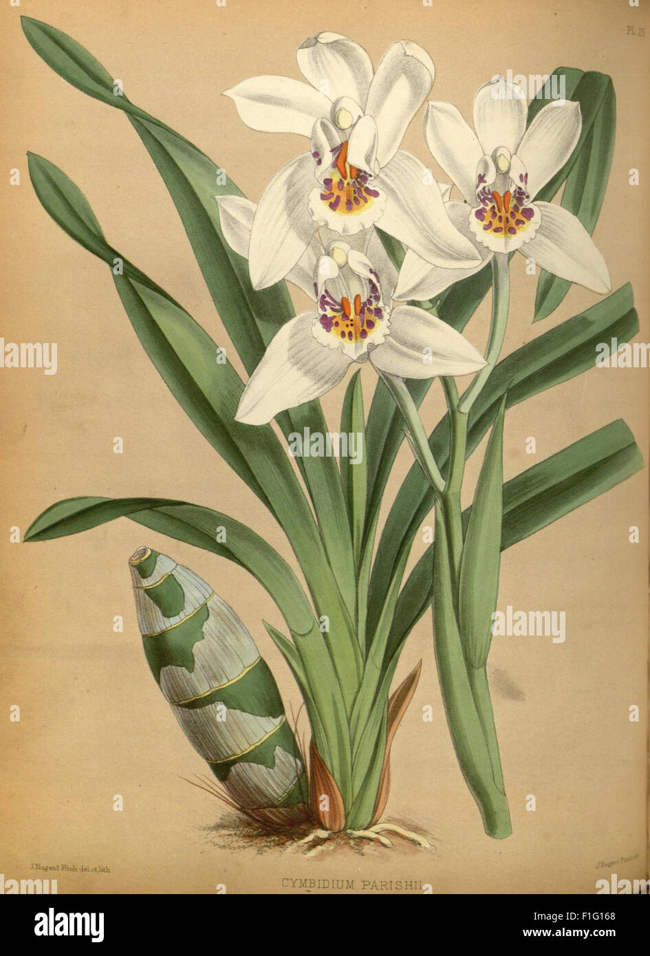 *Orchid Album* is a periodical featuring illustrations and descriptions ...