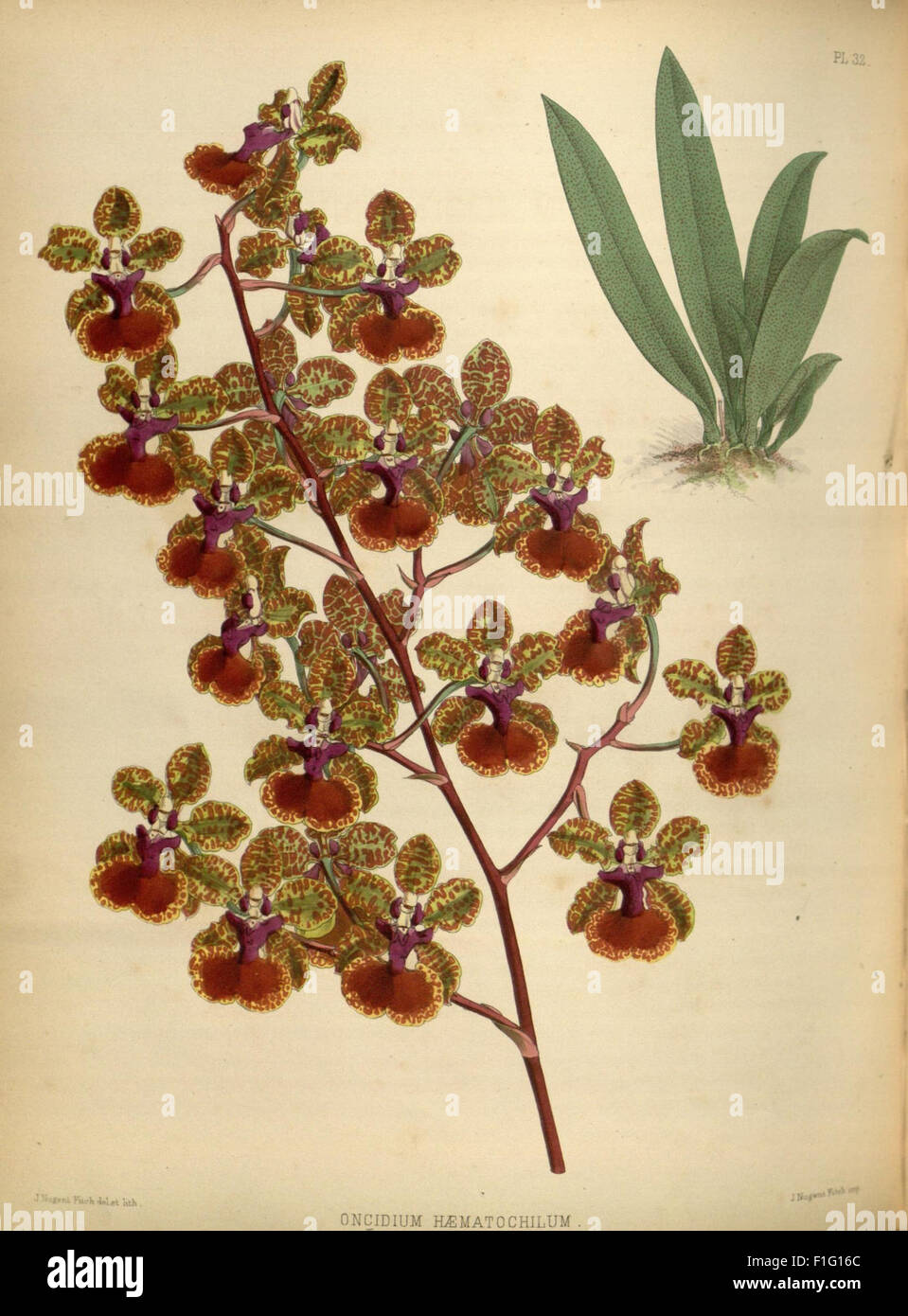 The Orchid Album is a vintage botanical work featuring various species ...