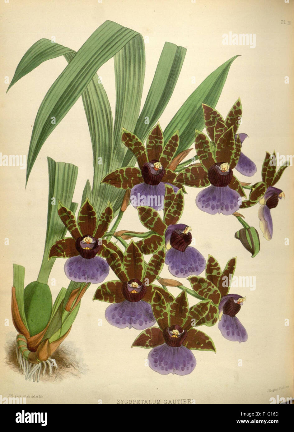 This historical orchid album showcases detailed illustrations and ...