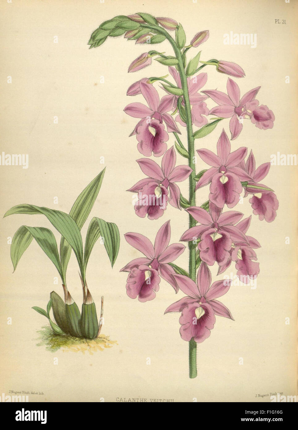 The 'Orchid album' features detailed botanical illustrations of various ...