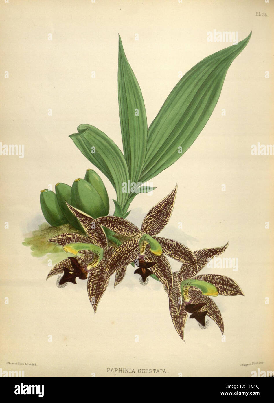 The *Orchid album* is a classic botanical work featuring illustrations ...