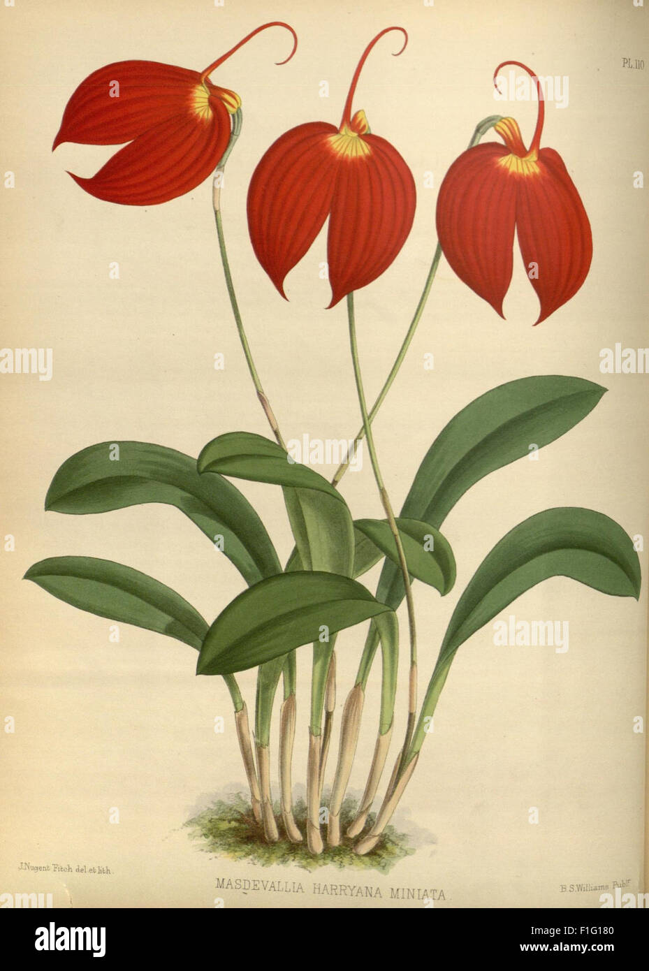 *Orchid Album* is a collection of illustrations featuring various ...