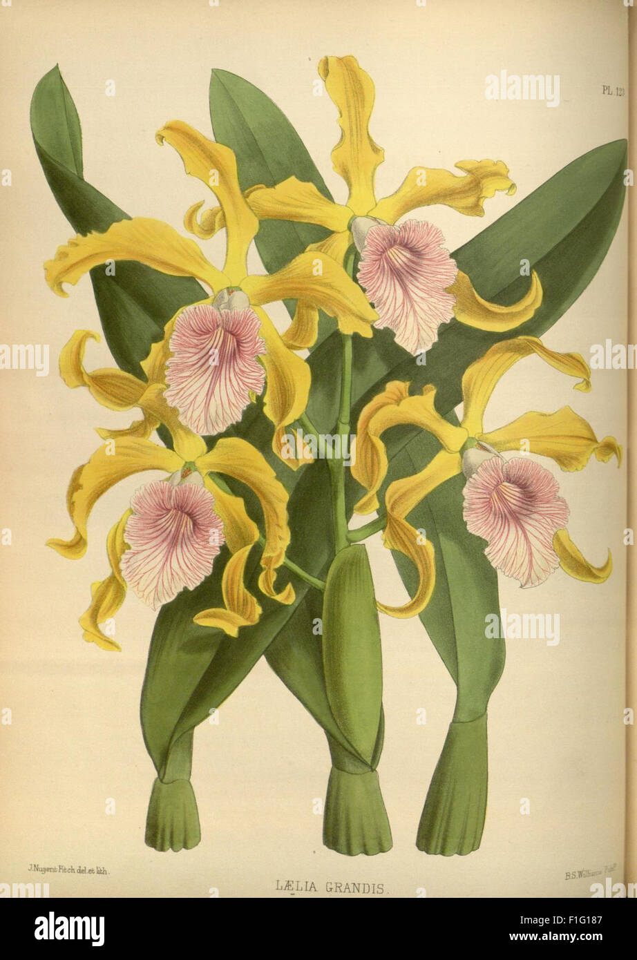 The Orchid Album provides a comprehensive look at various species of ...