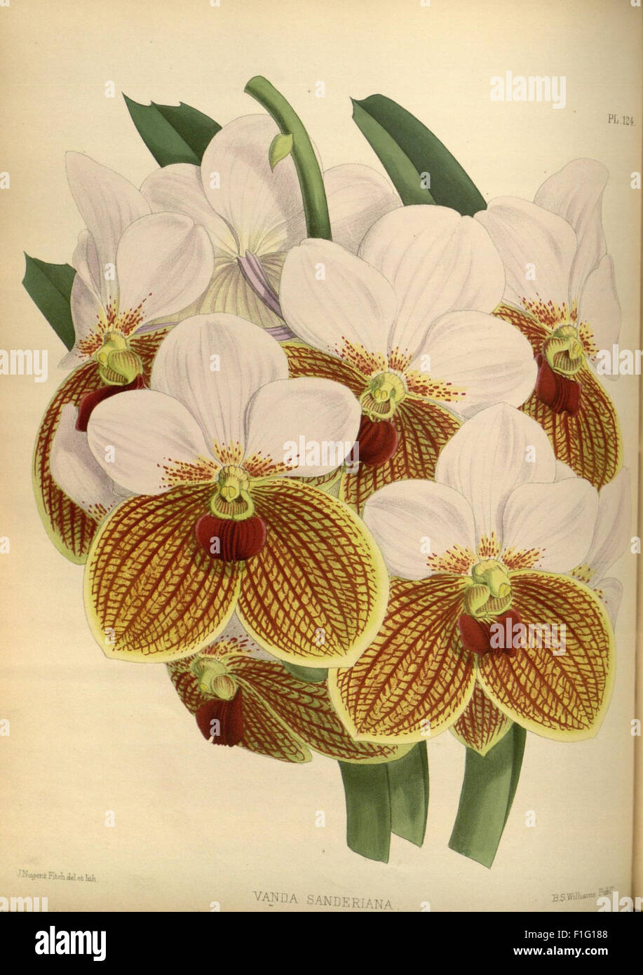 'Orchid Album' is a vintage periodical documenting various species of ...