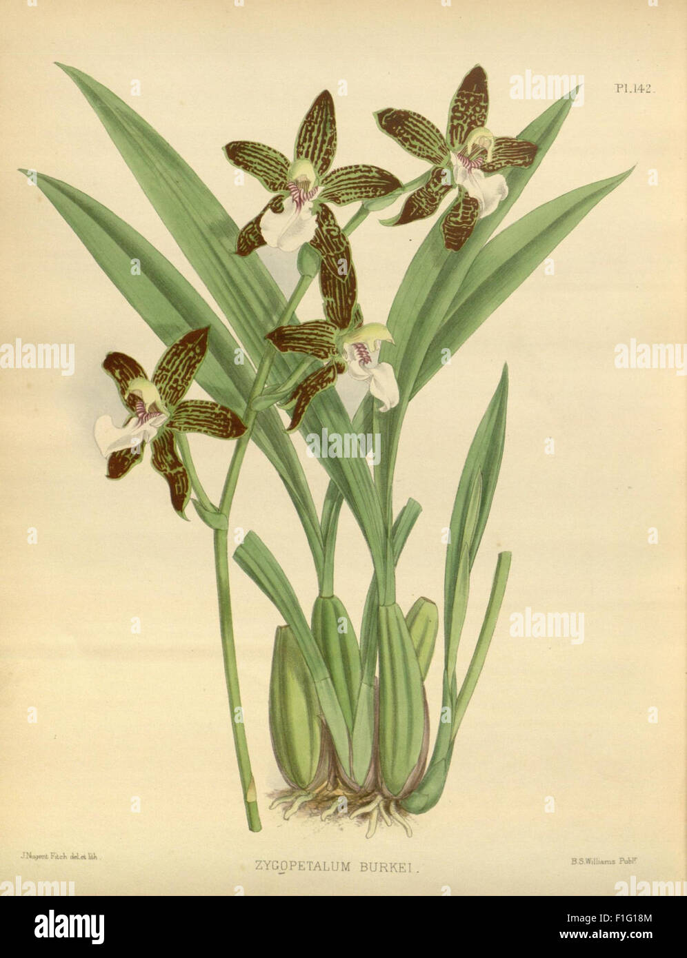 The 'Orchid Album' is a collection of illustrated botanical works ...