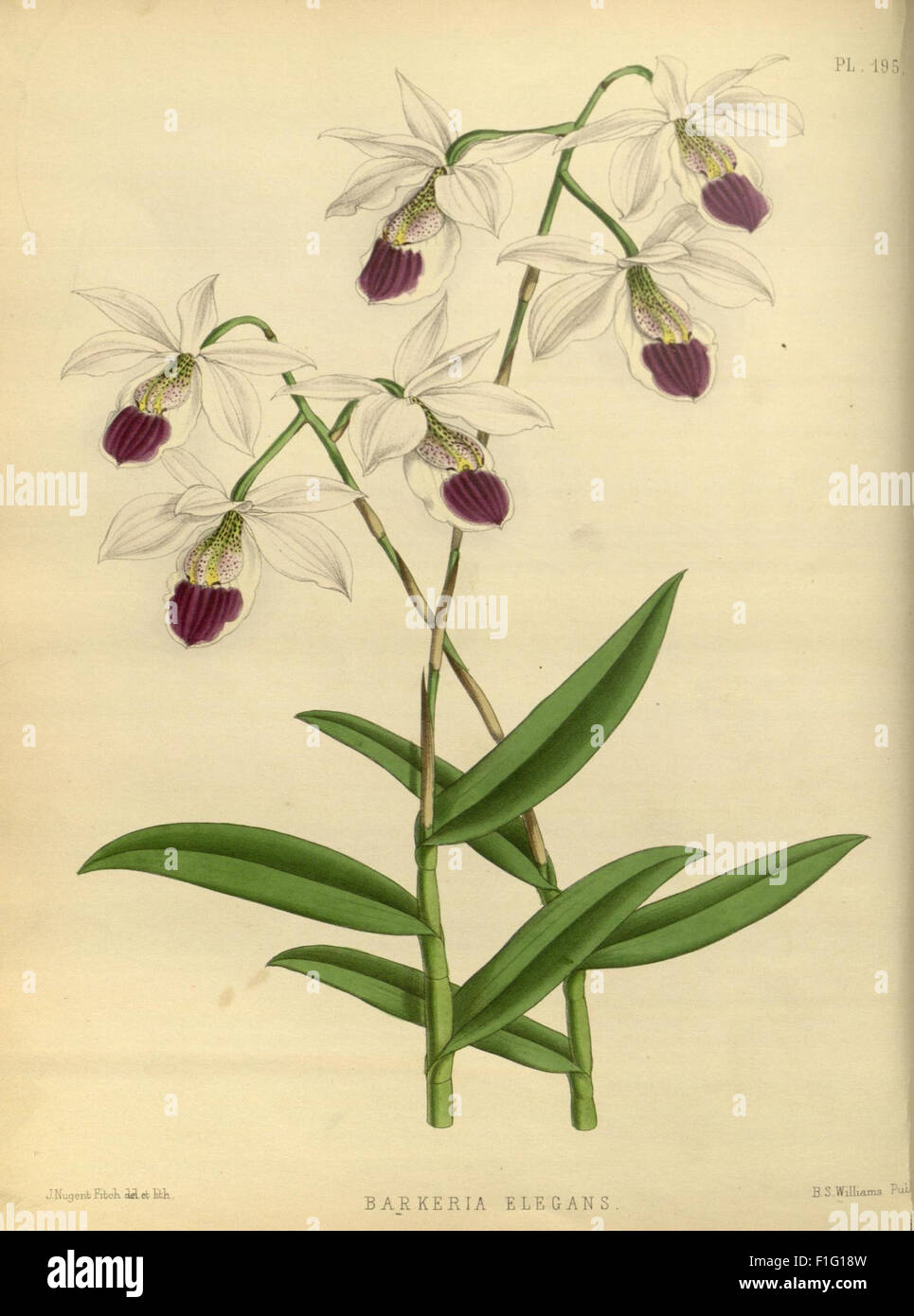 This vintage volume from the Missouri Botanical Garden’s Peter H. Raven ...