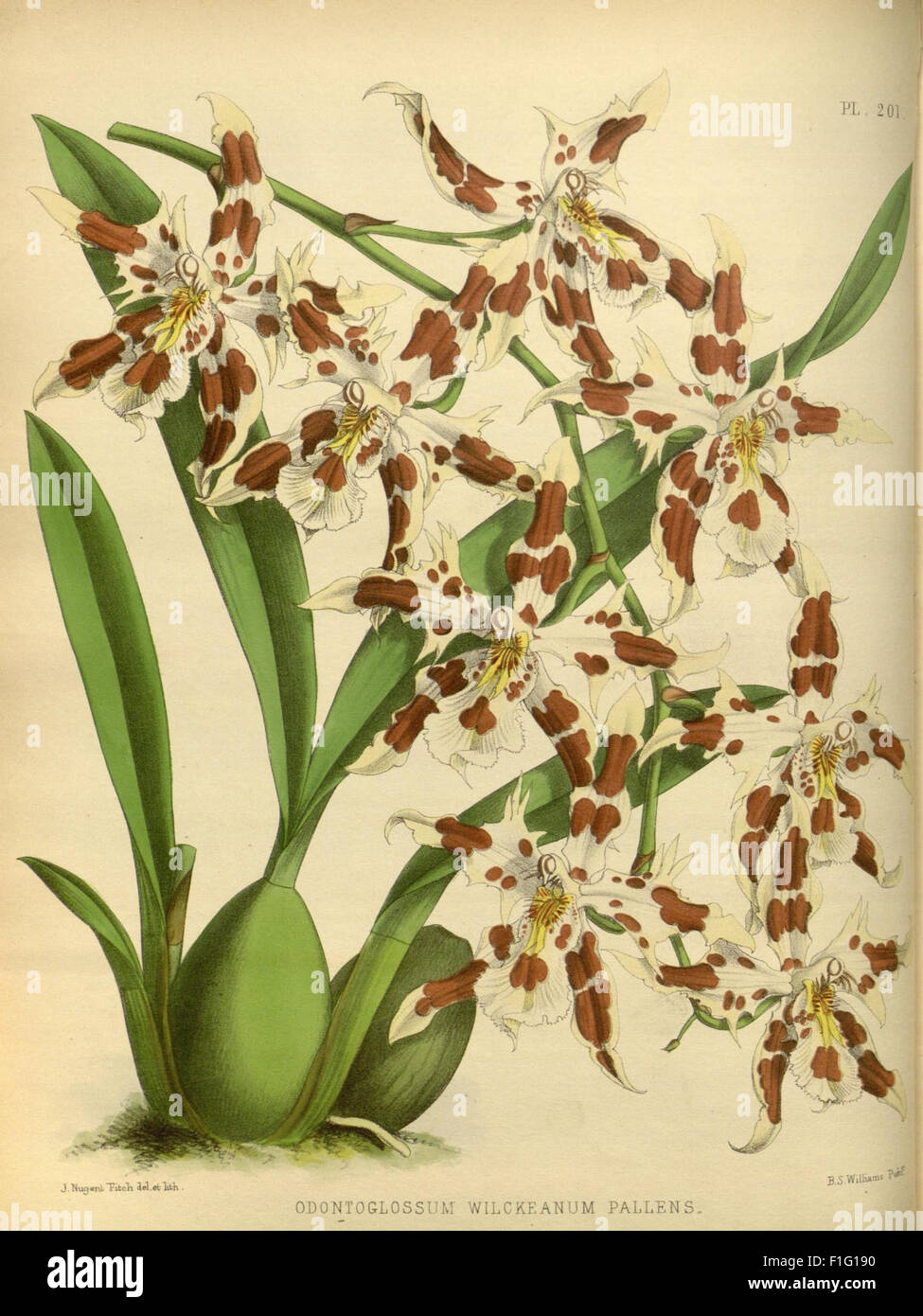 'Orchid Album' is a vintage botanical work featuring detailed ...