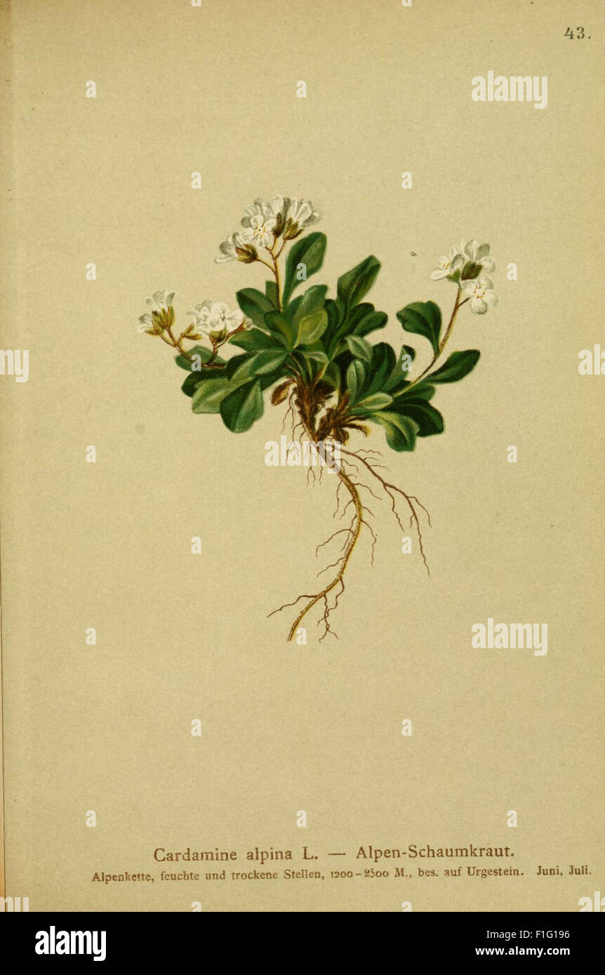 This atlas, featuring the flora of the Alps, is an important resource ...