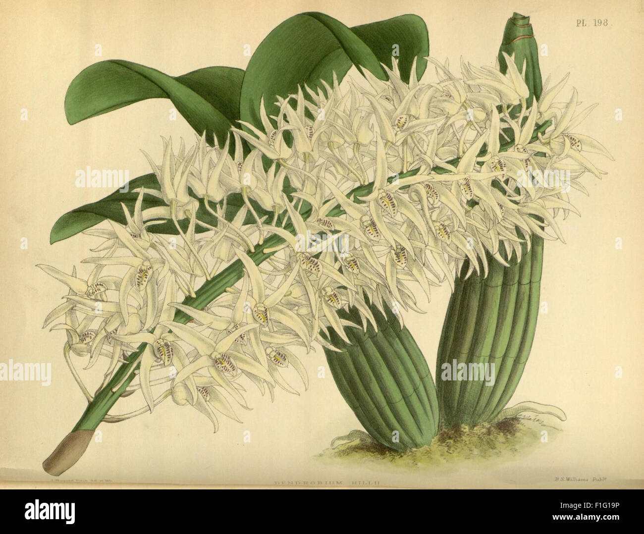 This periodical focuses on the cultivation, identification, and ...