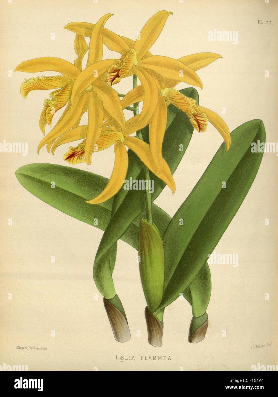 'Orchid Album' is a comprehensive collection of illustrations and ...